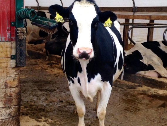 Modern-day Farm Chick – Sharing stories from my modern-day farm life